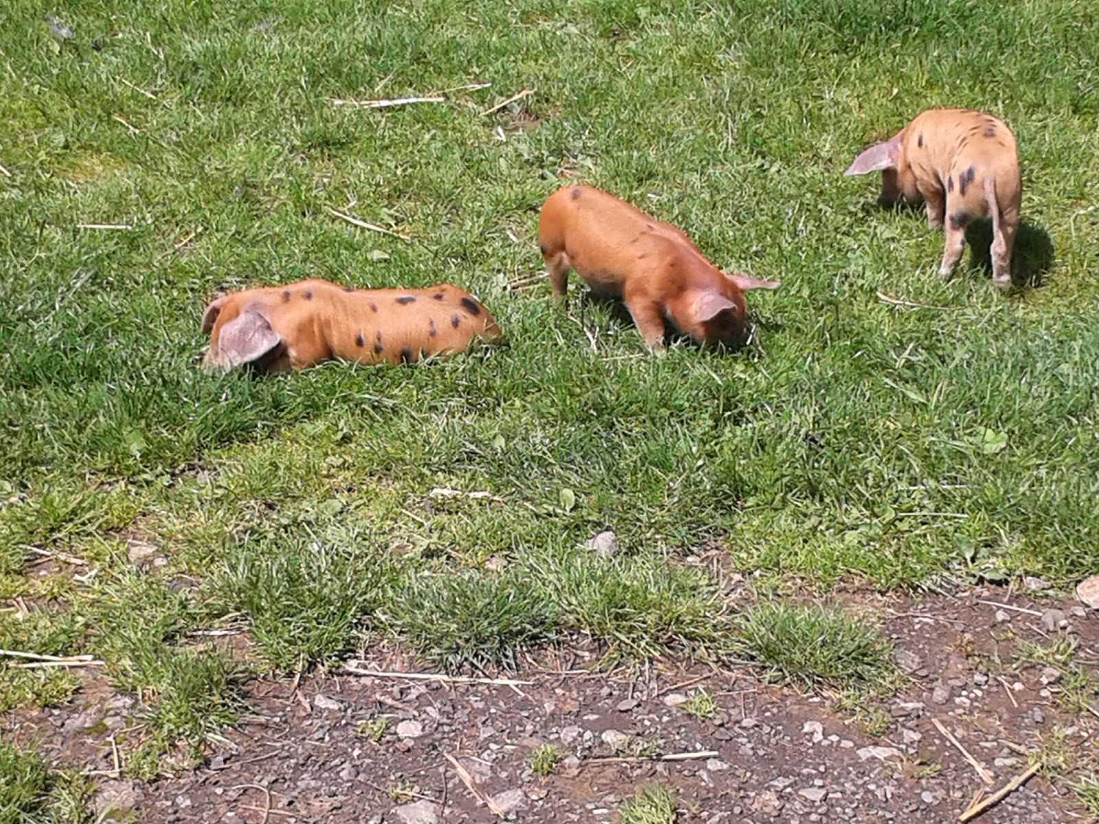 Scrubditch Care Farm : June 2014